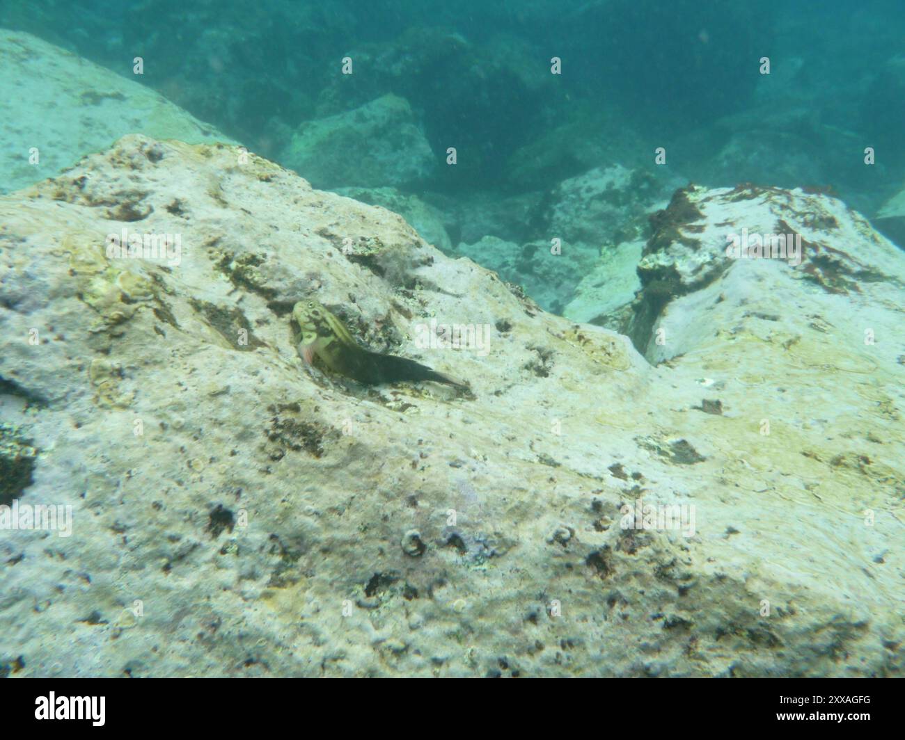 East Atlantic Redlip Blenny (Ophioblennius atlanticus) Actinopterygii ...