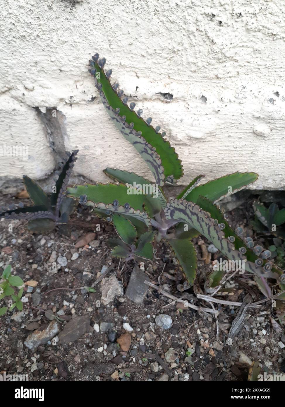 Alligator Plant (Kalanchoe daigremontiana) Plantae Stock Photo - Alamy
