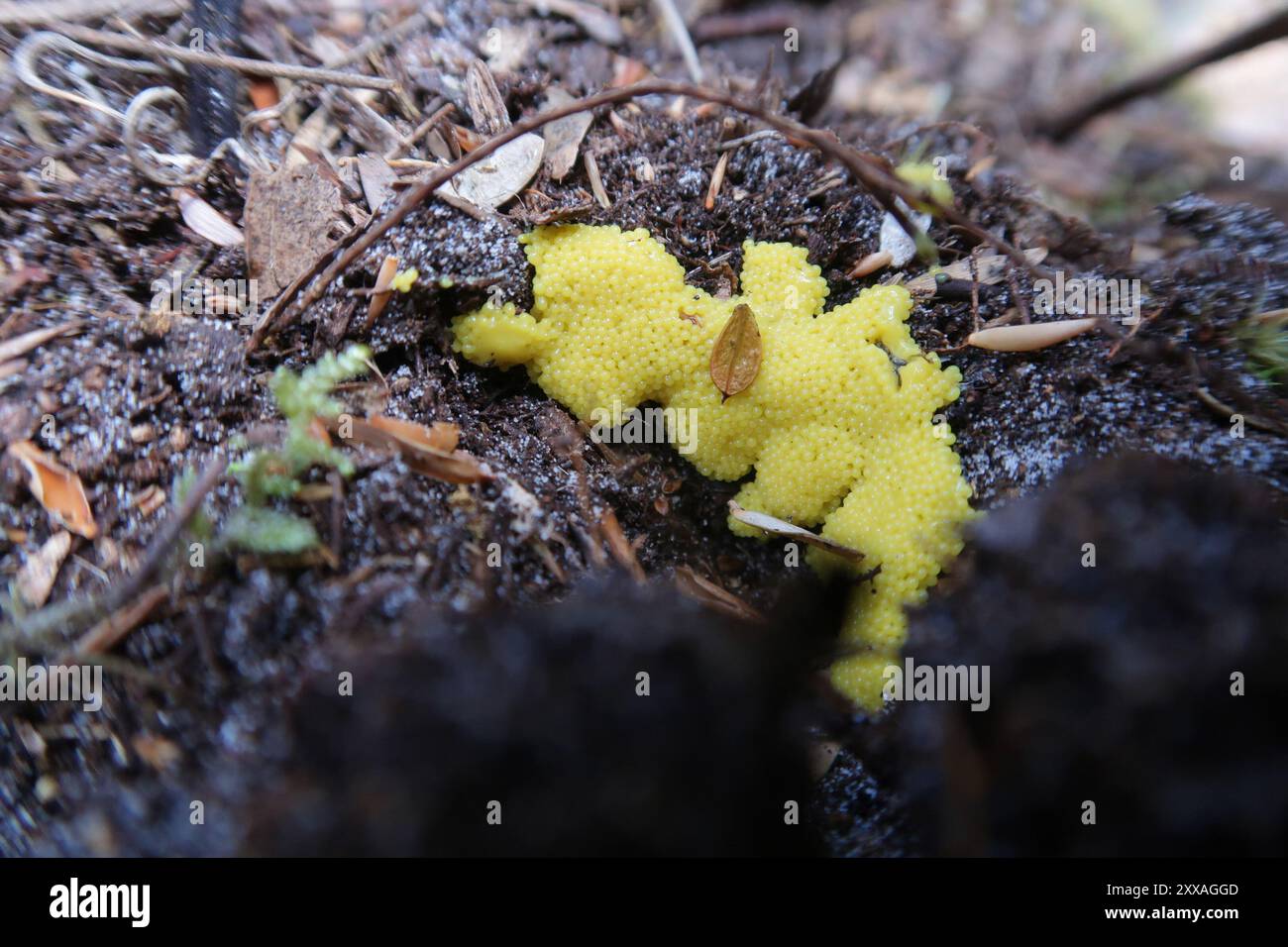 true slime molds (Myxomycetes) Protozoa Stock Photo - Alamy