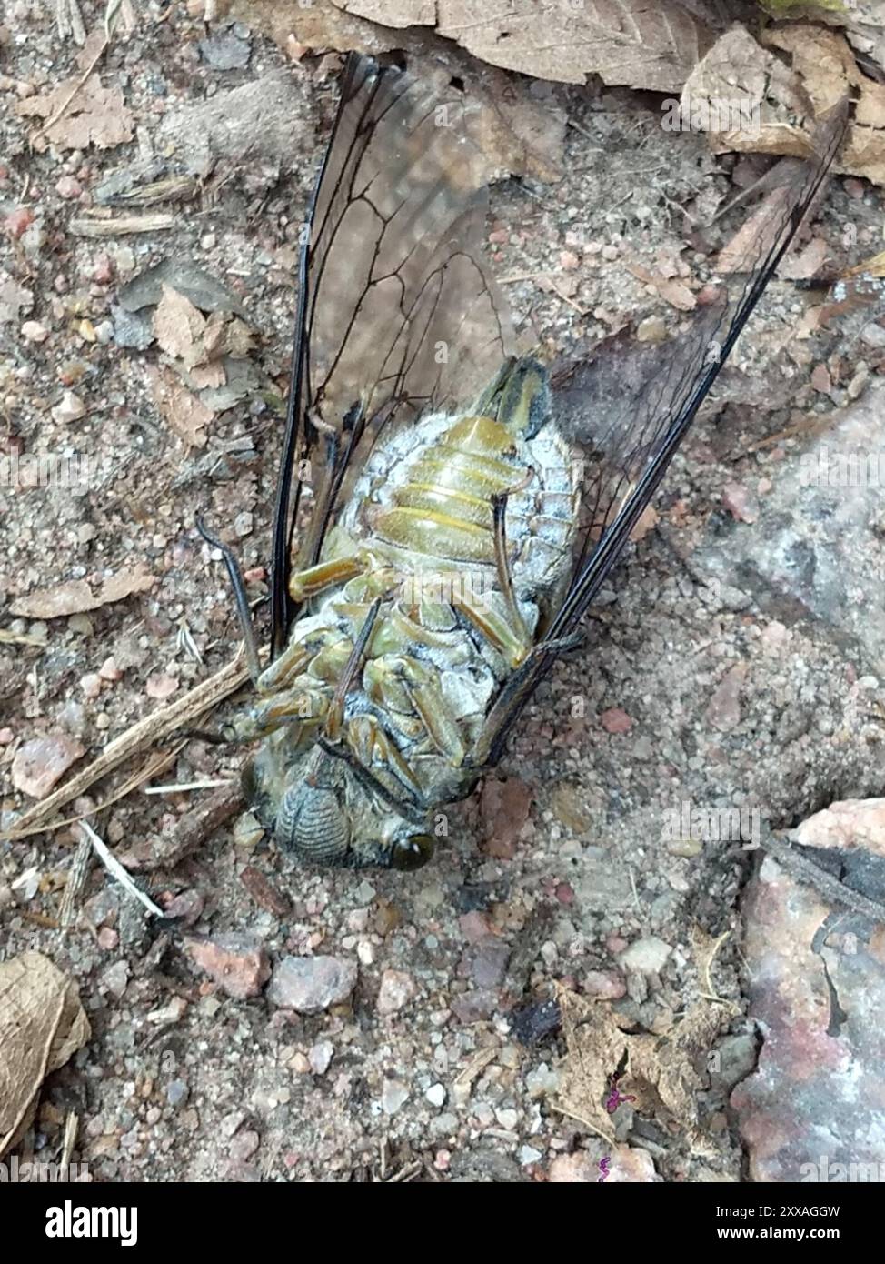 Giant Cicada (Quesada gigas) Insecta Stock Photo - Alamy