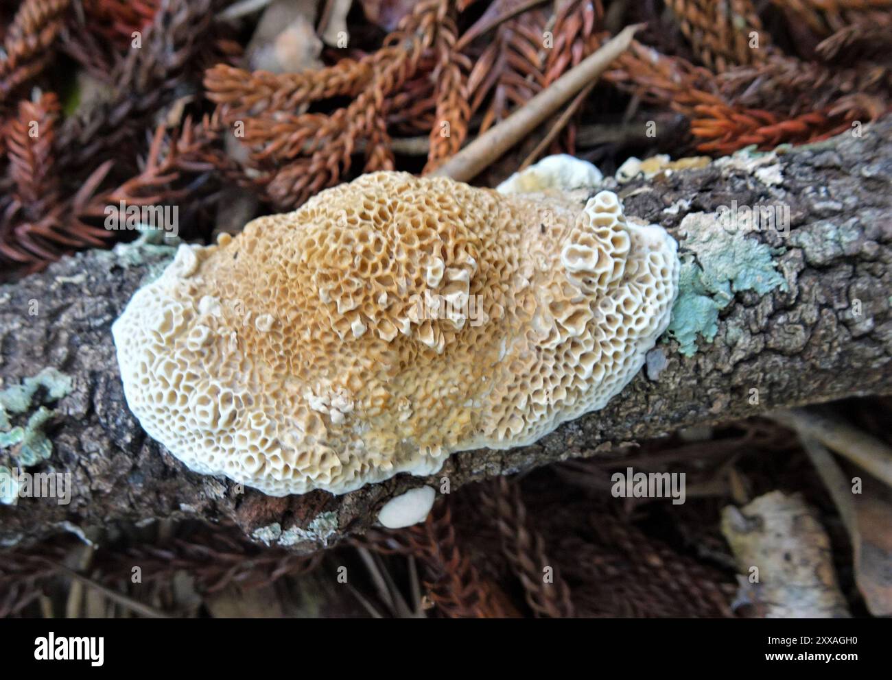 shelf fungi (Polyporales) Fungi Stock Photo - Alamy