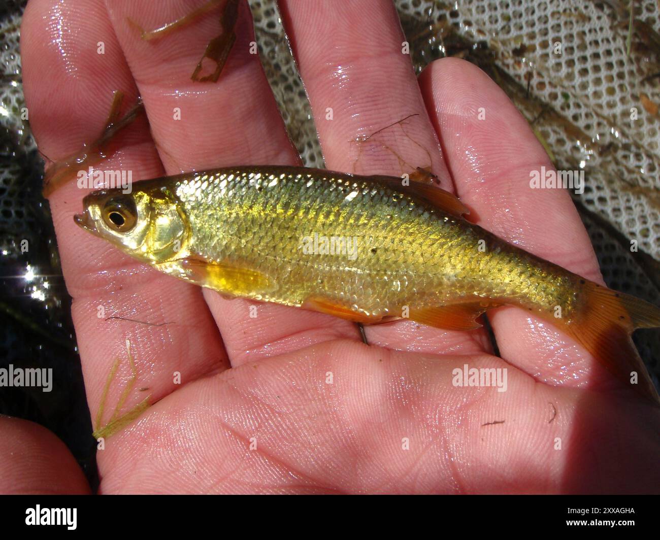 Golden Shiner (Notemigonus crysoleucas) Actinopterygii Stock Photo - Alamy