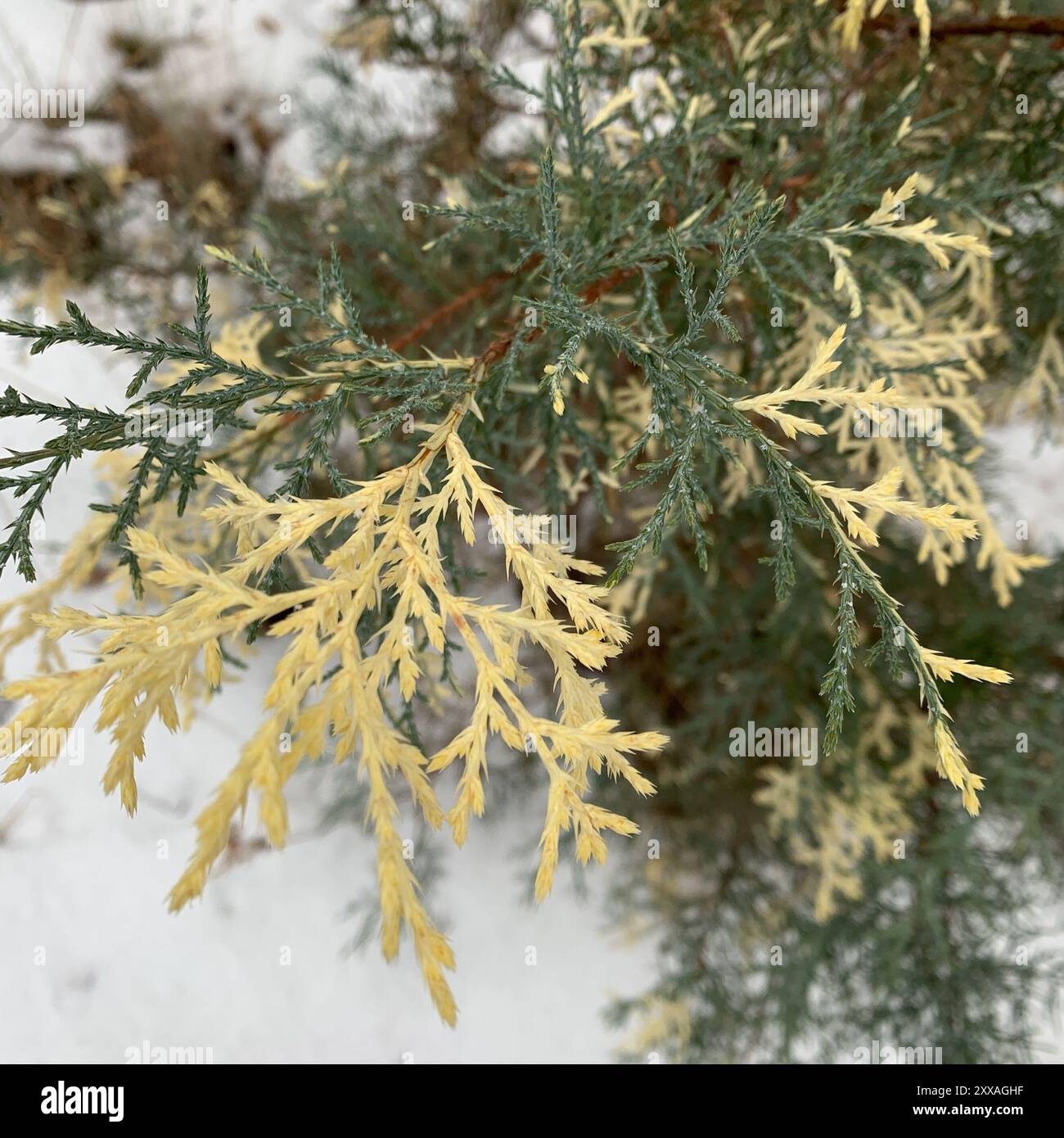 alligator juniper (Juniperus deppeana) Plantae Stock Photo - Alamy