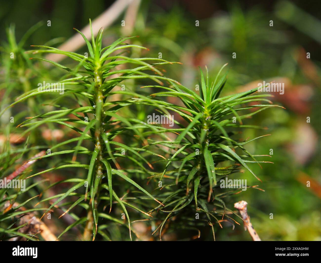 Common Haircap Moss (Polytrichum commune) Plantae Stock Photo - Alamy