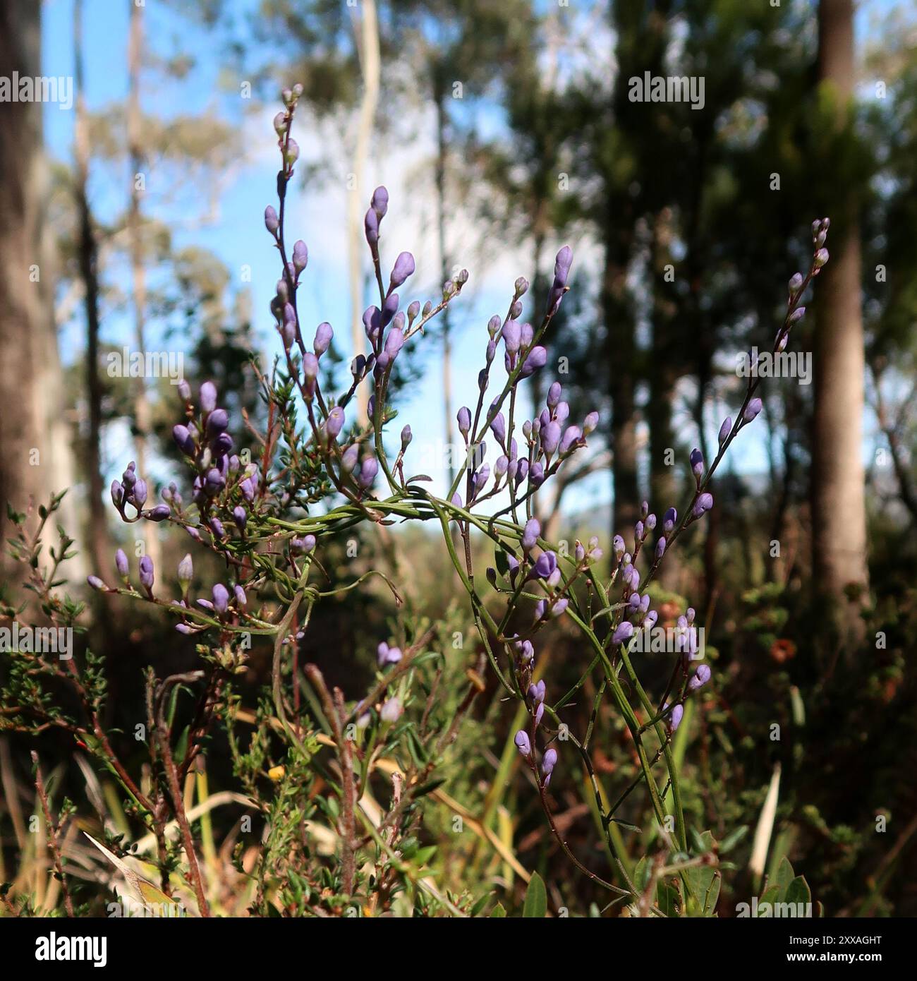 Comesperma volubile hi-res stock photography and images - Alamy