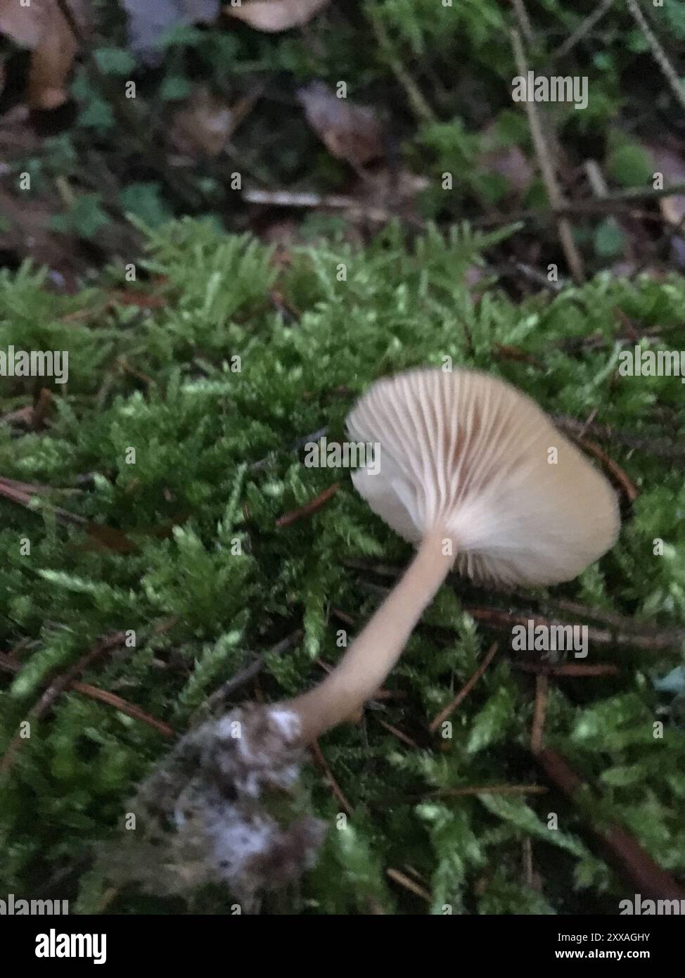 Fragrant Funnel (Clitocybe fragrans) Fungi Stock Photo - Alamy