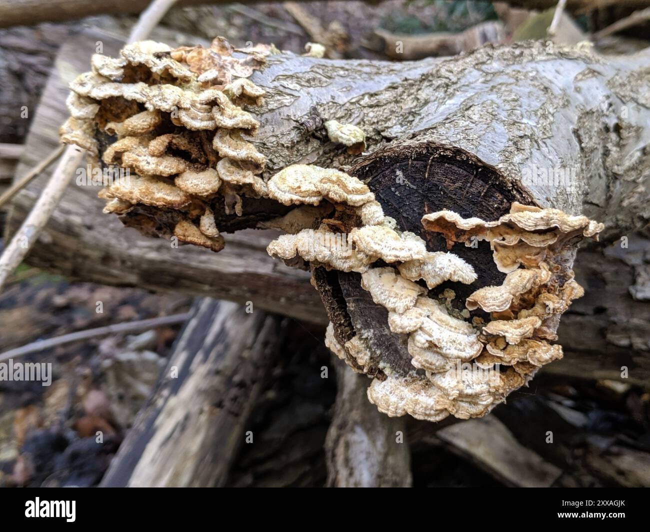 shelf fungi (Polyporales) Fungi Stock Photo - Alamy