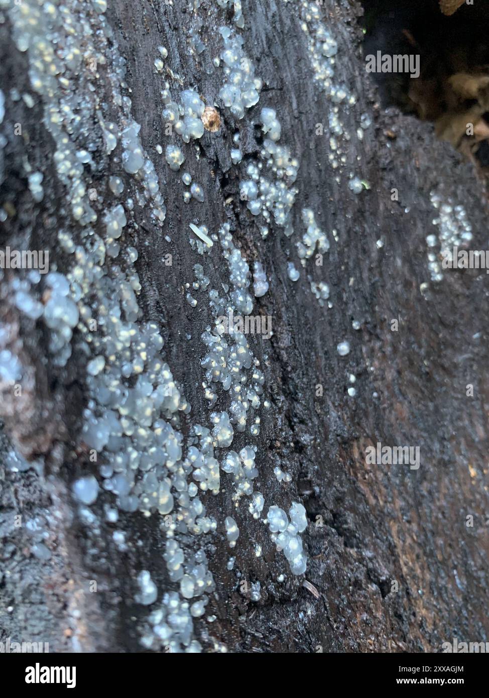 Crystal Brain Fungus (Myxarium nucleatum) Fungi Stock Photo - Alamy