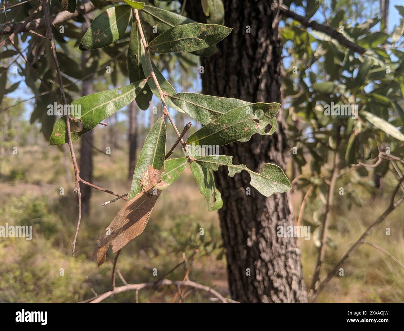 bluejack oak (Quercus incana) Plantae Stock Photo - Alamy