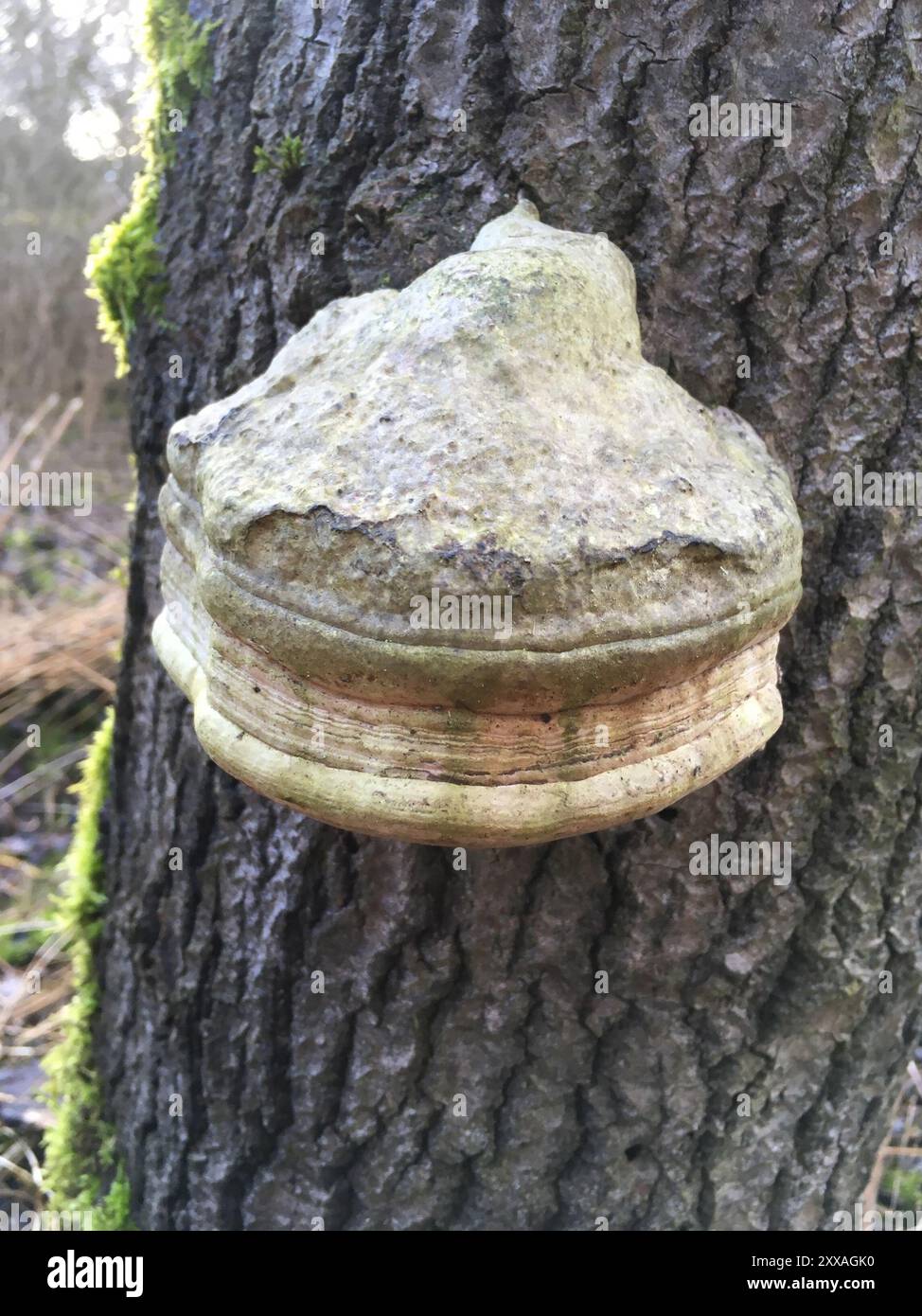 Hoof Fungus (Fomes fomentarius) Fungi Stock Photo - Alamy
