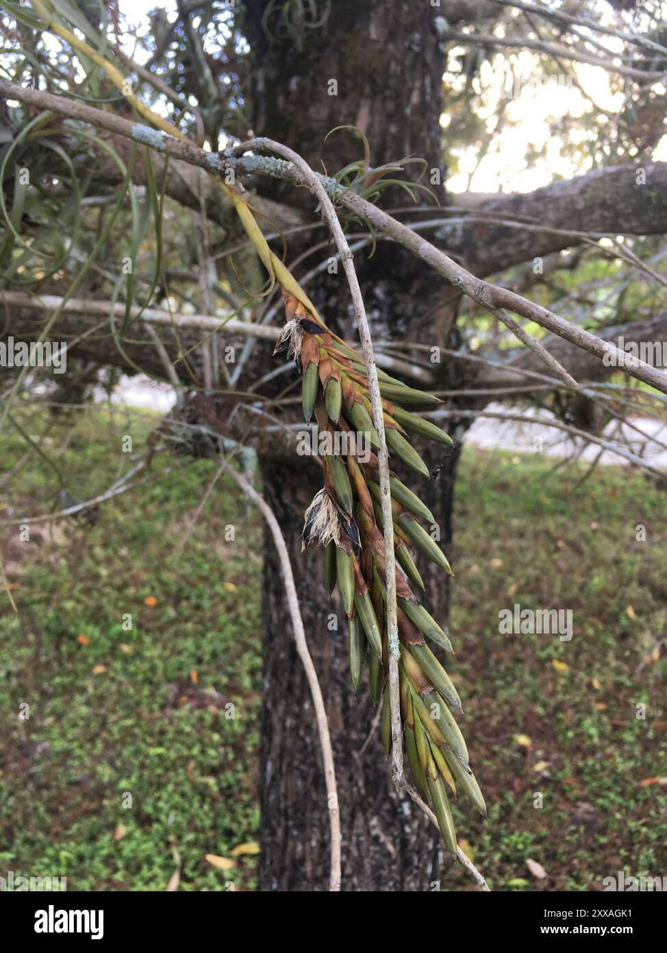 Balbis' airplant (Tillandsia balbisiana) Plantae Stock Photo - Alamy