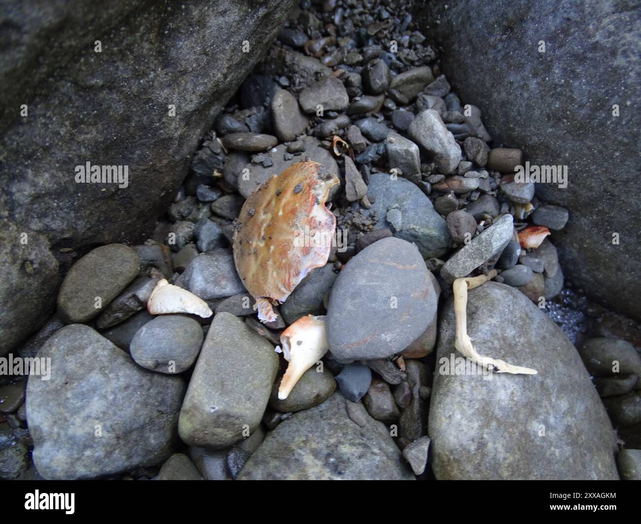 Taiwan Crab-eating Mongoose (Urva urva formosana) Mammalia Stock Photo ...