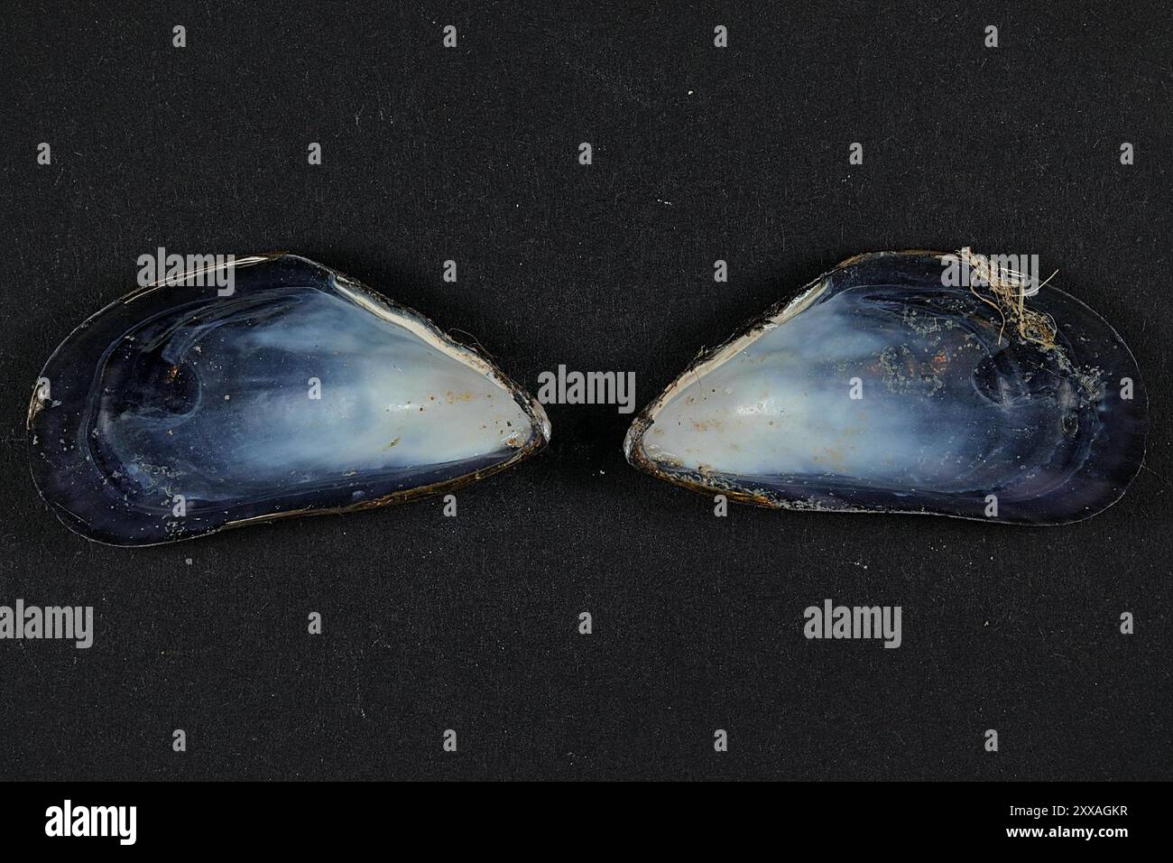 Blue Mussel (Mytilus edulis) Mollusca Stock Photo - Alamy