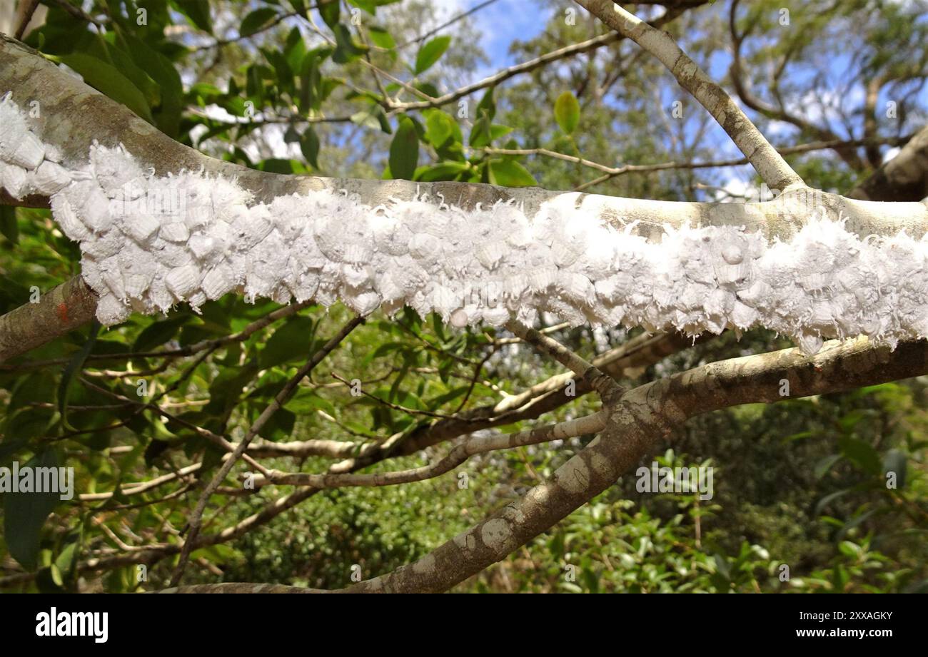 Giant Scale Insects (Monophlebidae) Insecta Stock Photo - Alamy