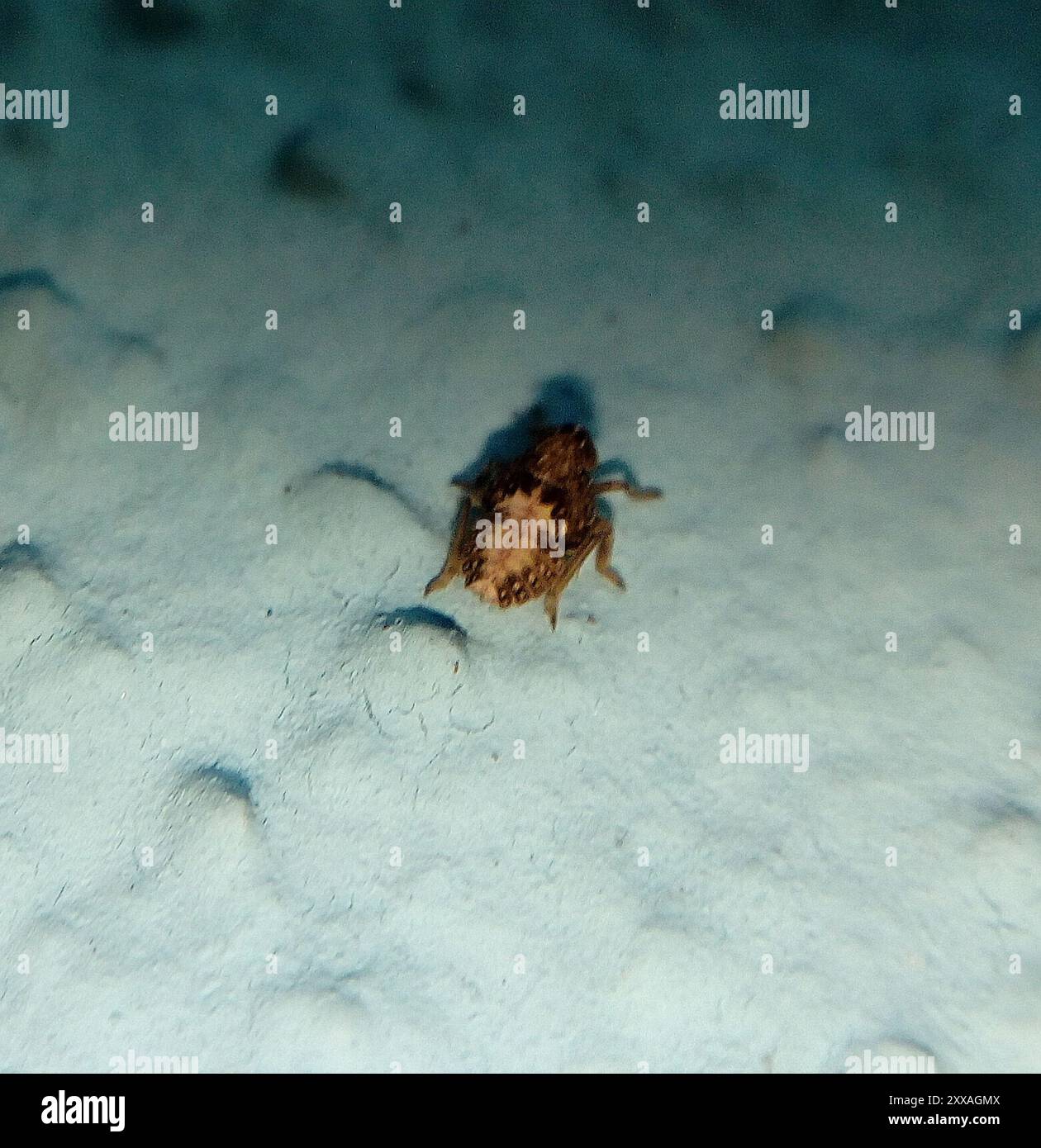 Issid Planthoppers (Issidae) Insecta Stock Photo - Alamy