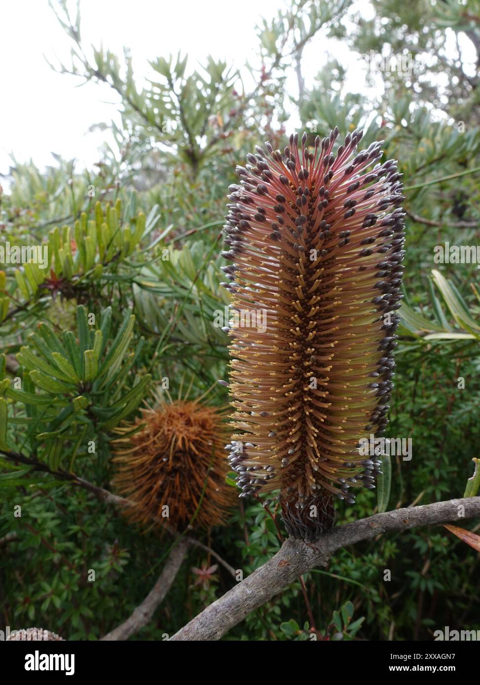 Silver Banksia (Banksia marginata) Plantae Stock Photo - Alamy
