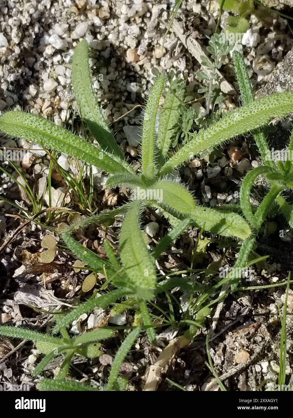 narrow-leaved cryptantha (Johnstonella angustifolia) Plantae Stock ...