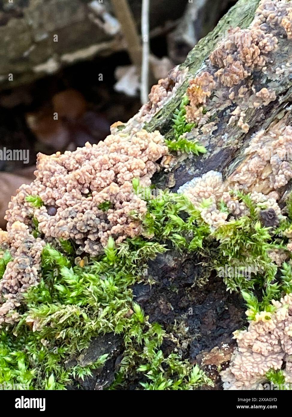 Wrinkled Crust (Phlebia radiata) Fungi Stock Photo - Alamy