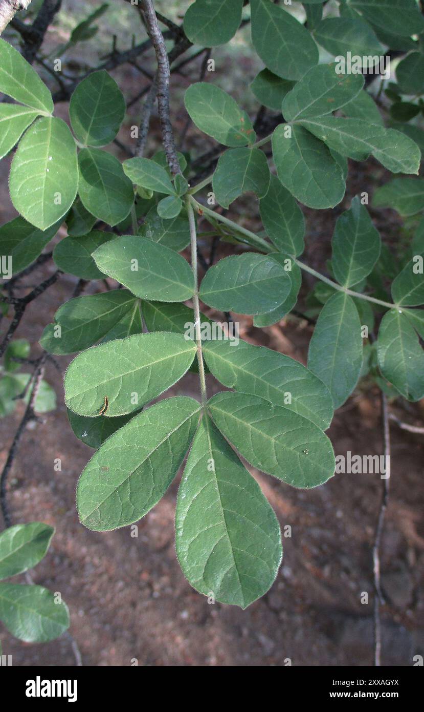 Roughleaf Corkwood (Commiphora edulis) Plantae Stock Photo - Alamy