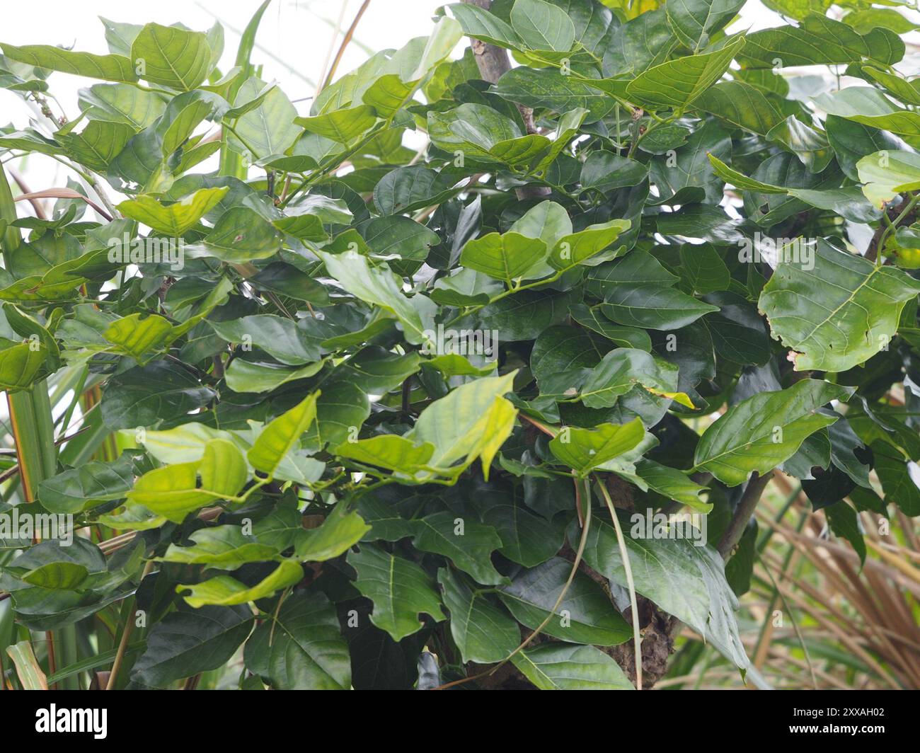 Indian beech tree (Millettia pinnata) Plantae Stock Photo - Alamy
