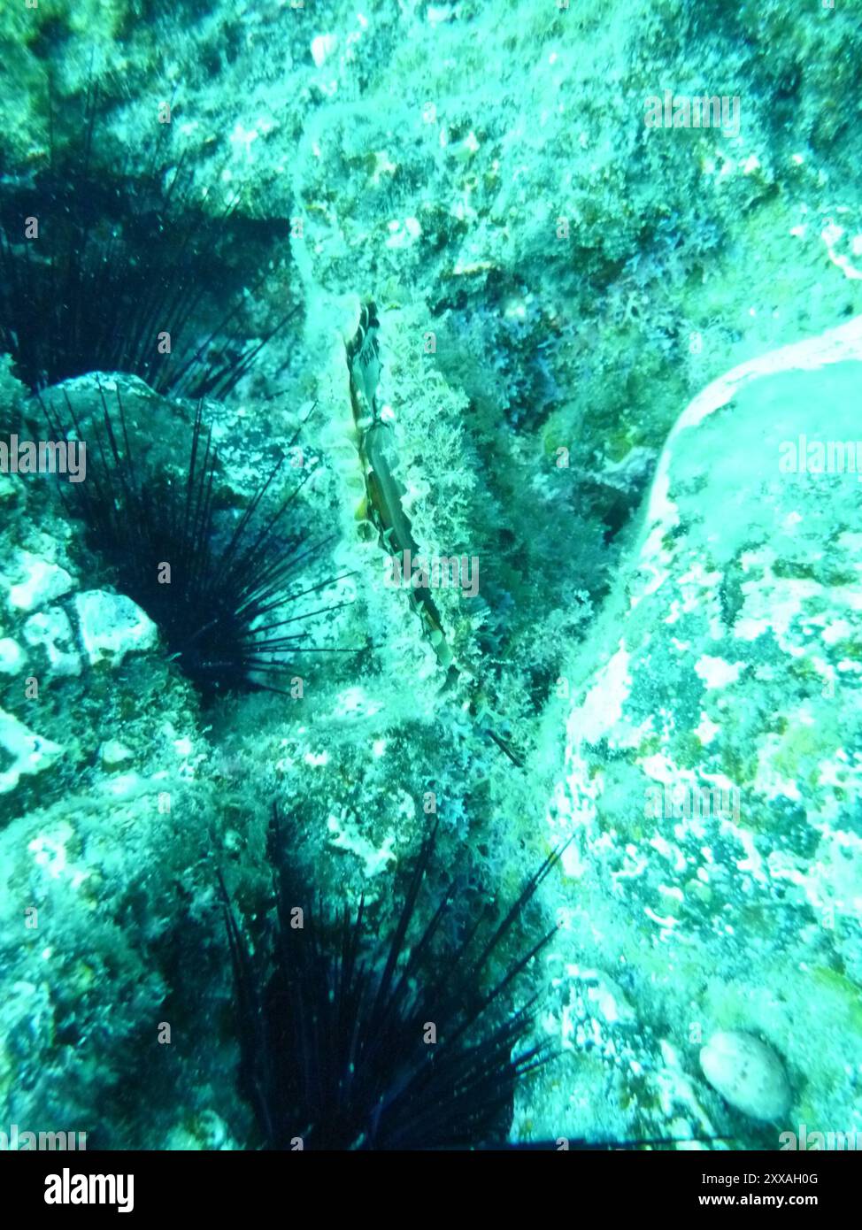 Spiny Fan Mussel (Pinna rudis) Mollusca Stock Photo - Alamy