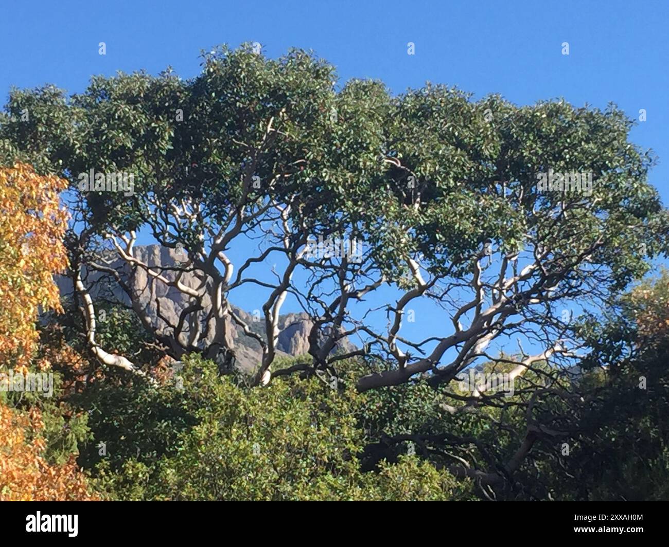 Texas madrone (Arbutus xalapensis) Plantae Stock Photo - Alamy