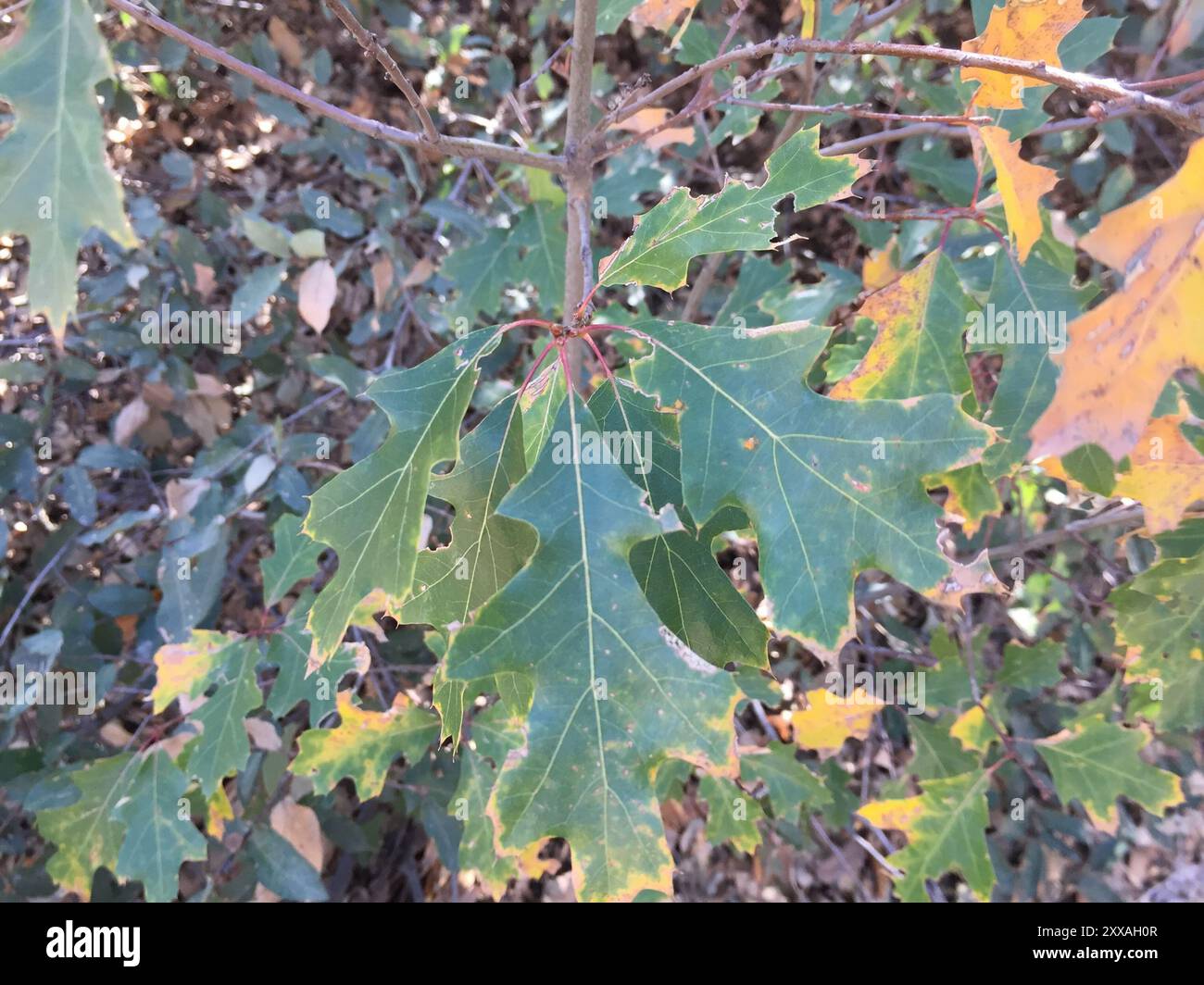 Chisos Red Oak (Quercus gravesii) Plantae Stock Photo - Alamy