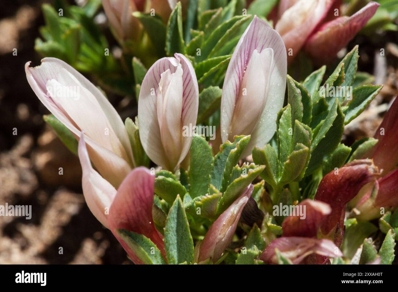 Dwarf Clover (Trifolium nanum) Plantae Stock Photo - Alamy