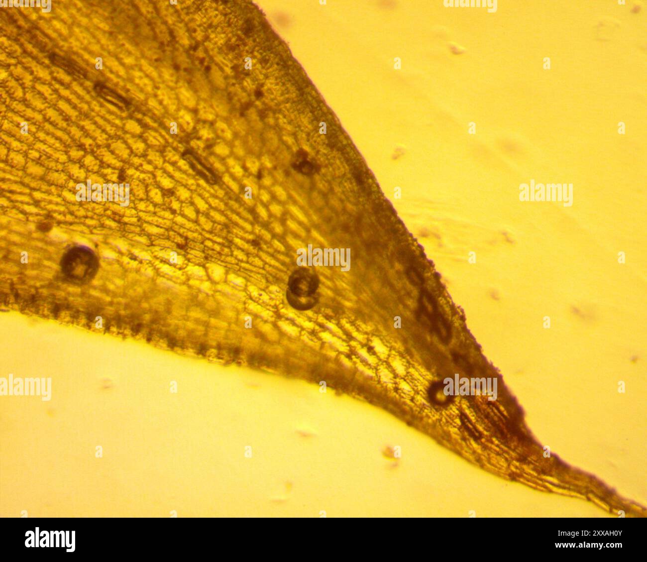 funaria moss (Funaria flavicans) Plantae Stock Photo - Alamy