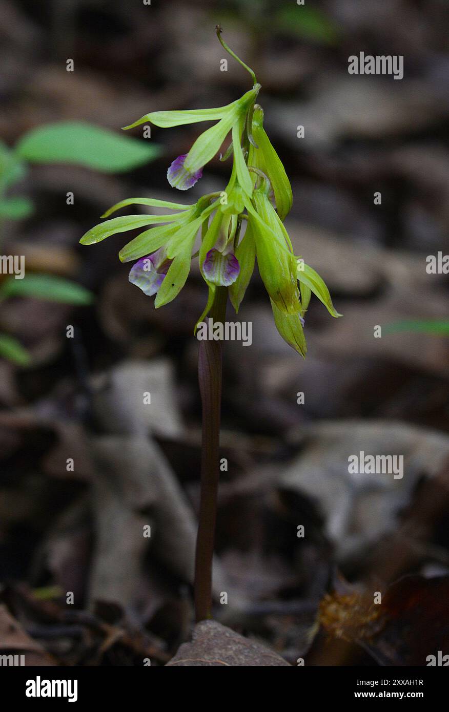 tall shield orchid (Nervilia concolor) Plantae Stock Photo - Alamy