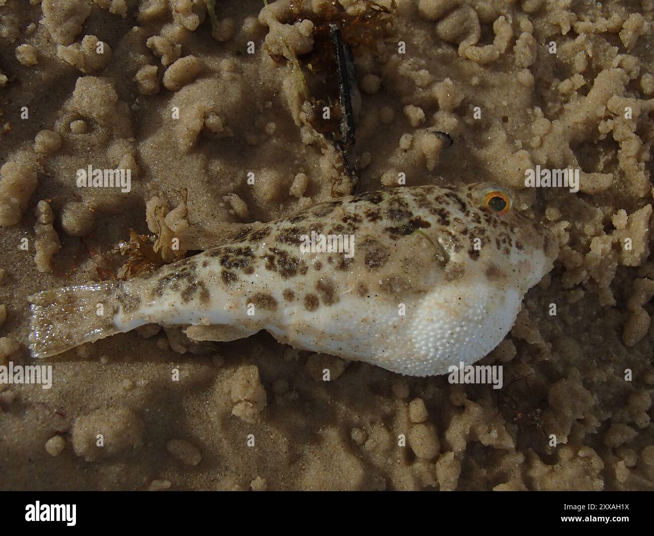 Green Puffer (Sphoeroides greeleyi) Actinopterygii Stock Photo - Alamy