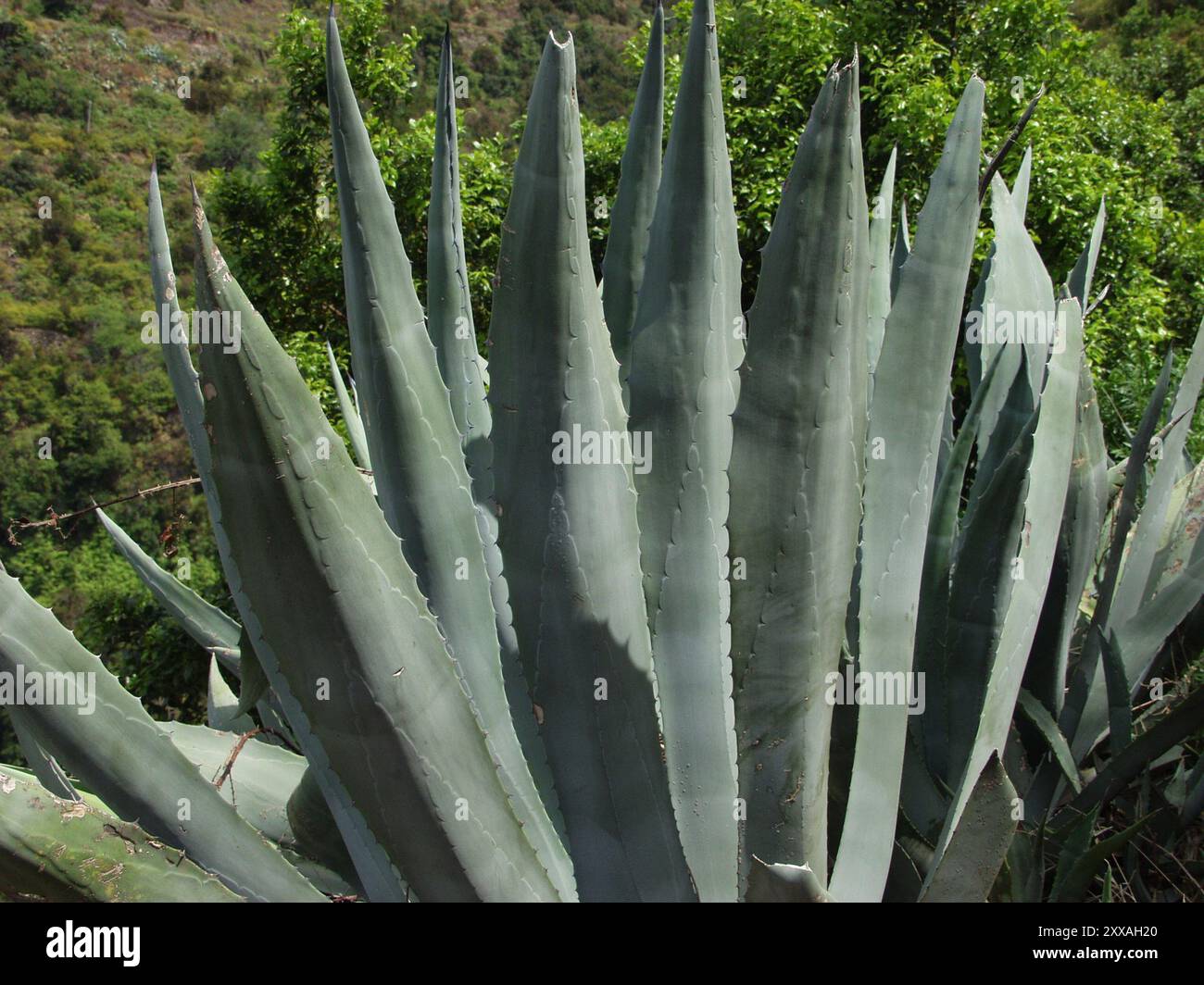 American century plant (Agave americana) Plantae Stock Photo - Alamy
