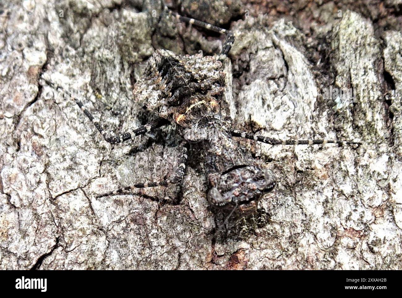 Boxer Bark Mantises (Paraoxypilus) Insecta Stock Photo - Alamy