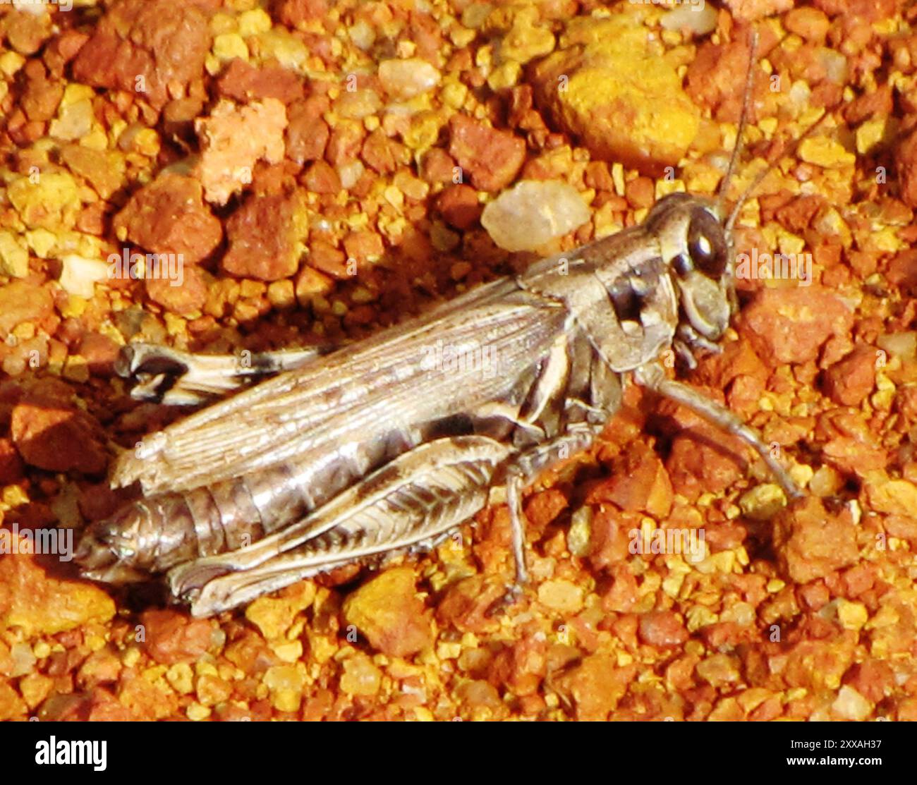 Two-spined Spur-throat Grasshopper (Melanoplus bispinosus) Insecta ...