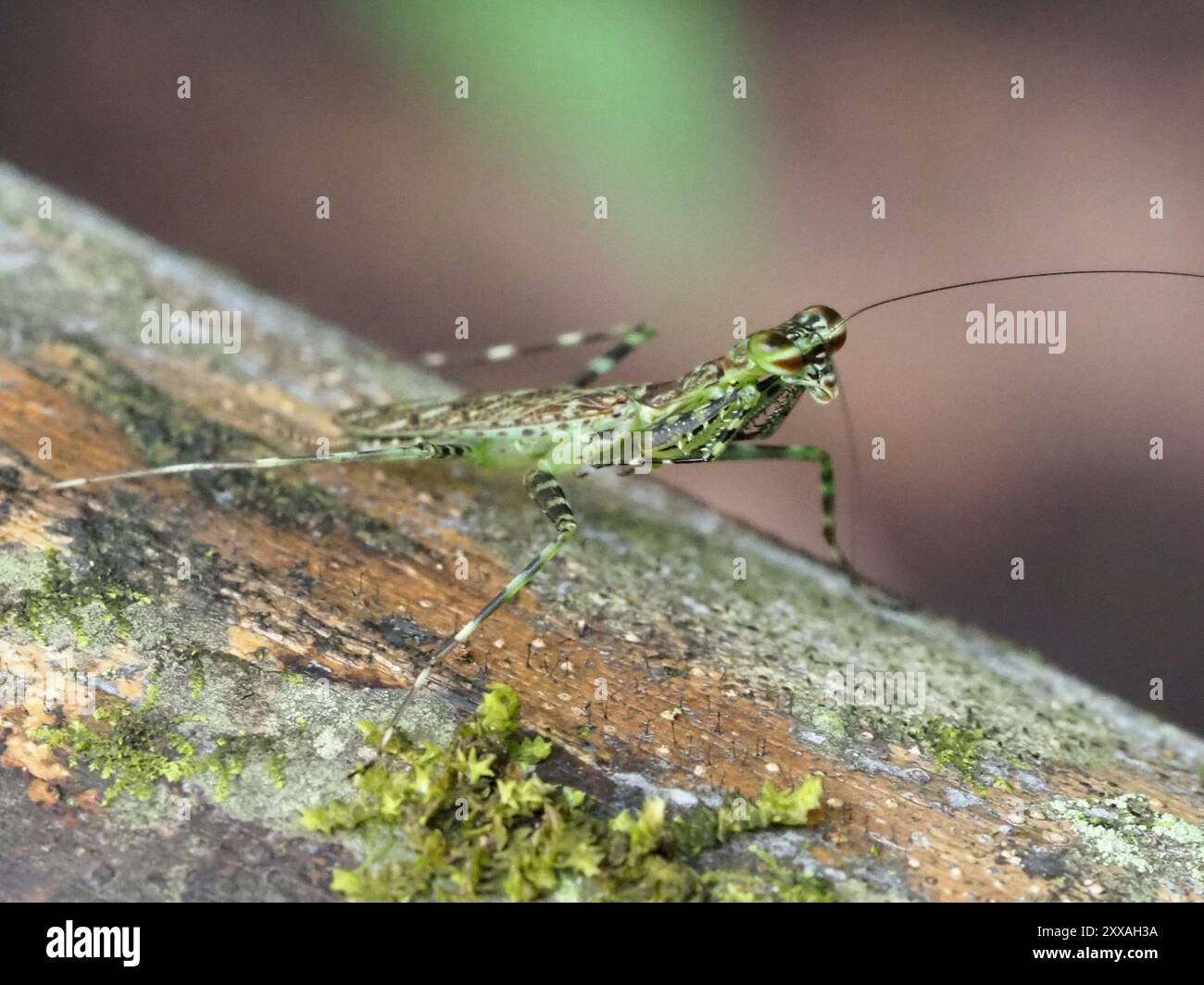 Lichen Mantises (Liturgusa) Insecta Stock Photo - Alamy