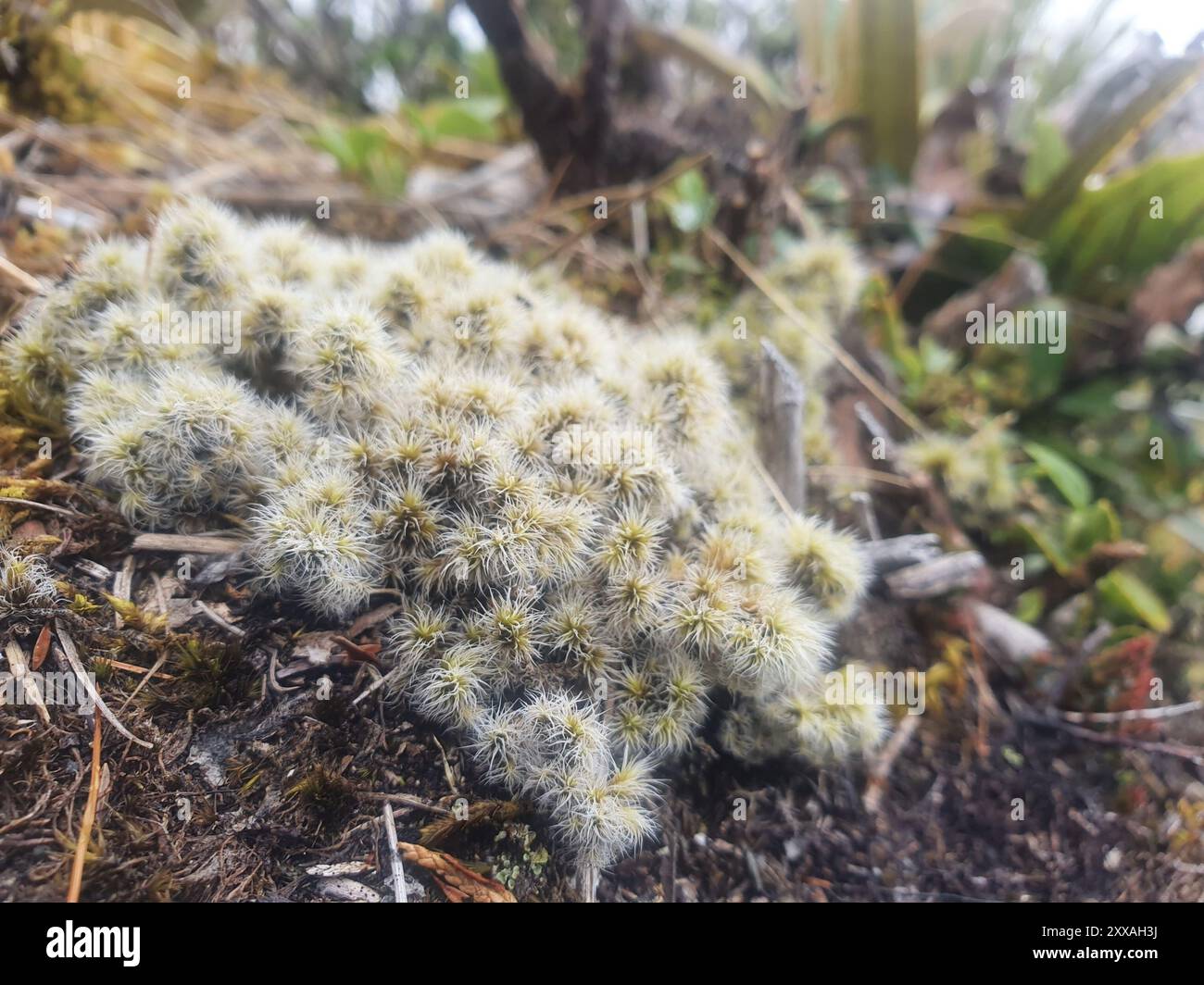 Woolly Fringe-moss (Racomitrium lanuginosum) Plantae Stock Photo - Alamy