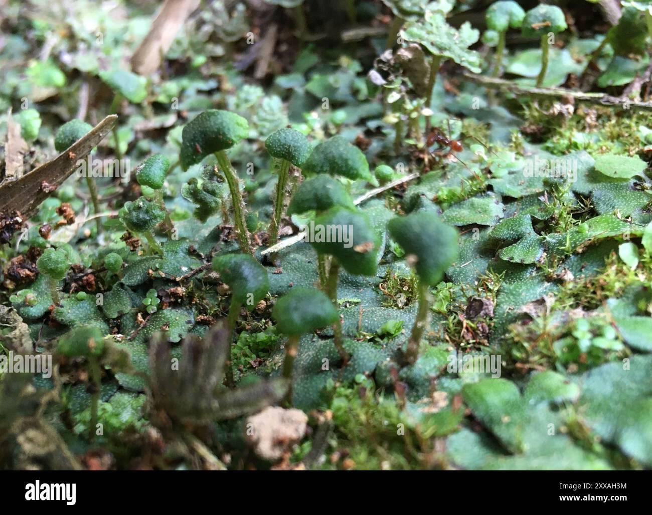 (Marchantia inflexa) Plantae Stock Photo - Alamy