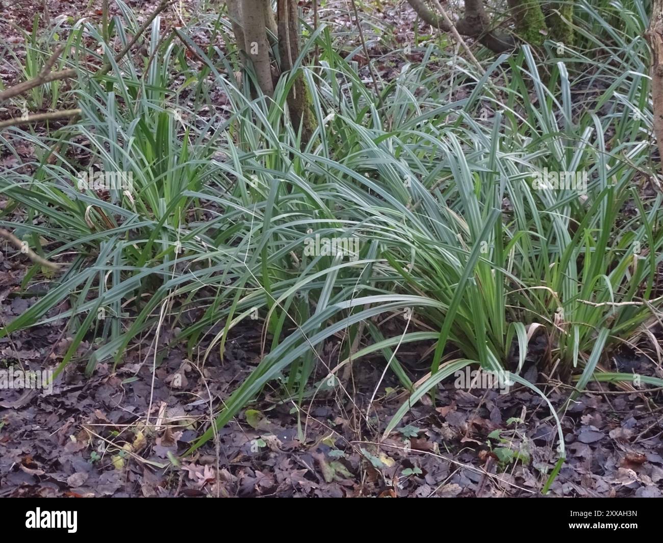 Hanging sedge (Carex pendula) Plantae Stock Photo - Alamy
