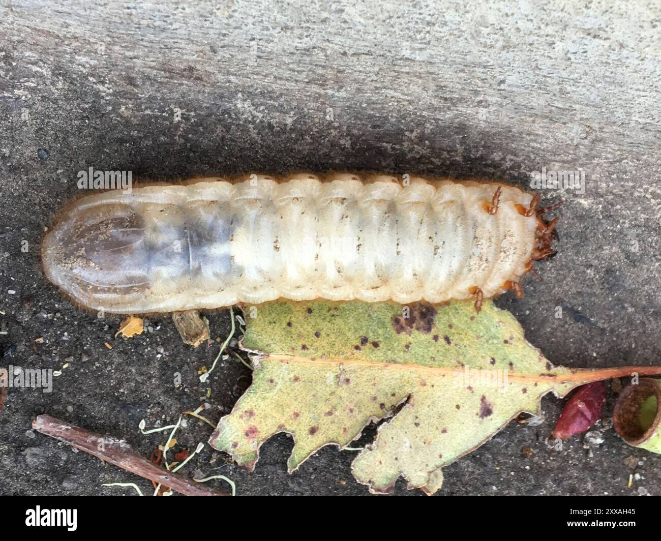 Figeater Beetle (Cotinis mutabilis) Insecta Stock Photo - Alamy