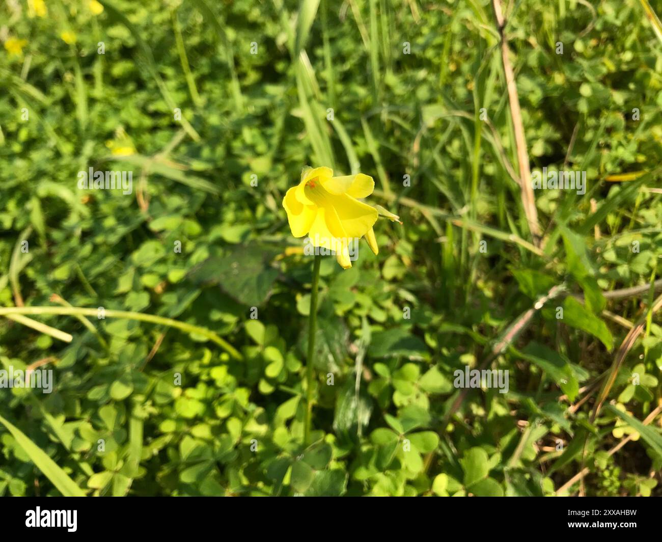Bermuda buttercup (Oxalis pes-caprae) Plantae Stock Photo - Alamy