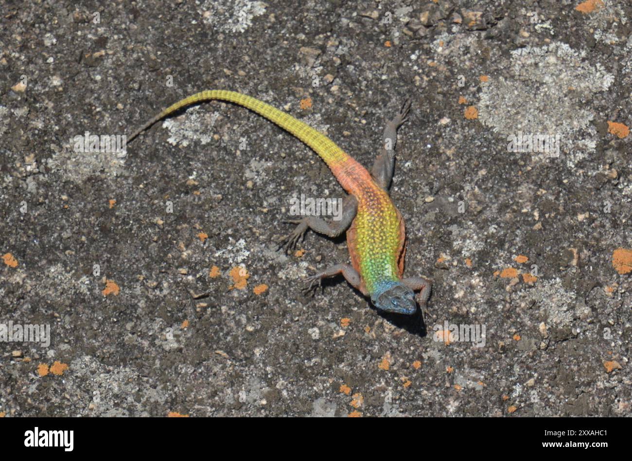 Zimbabwe Flat Lizard (Platysaurus intermedius rhodesianus) Reptilia ...
