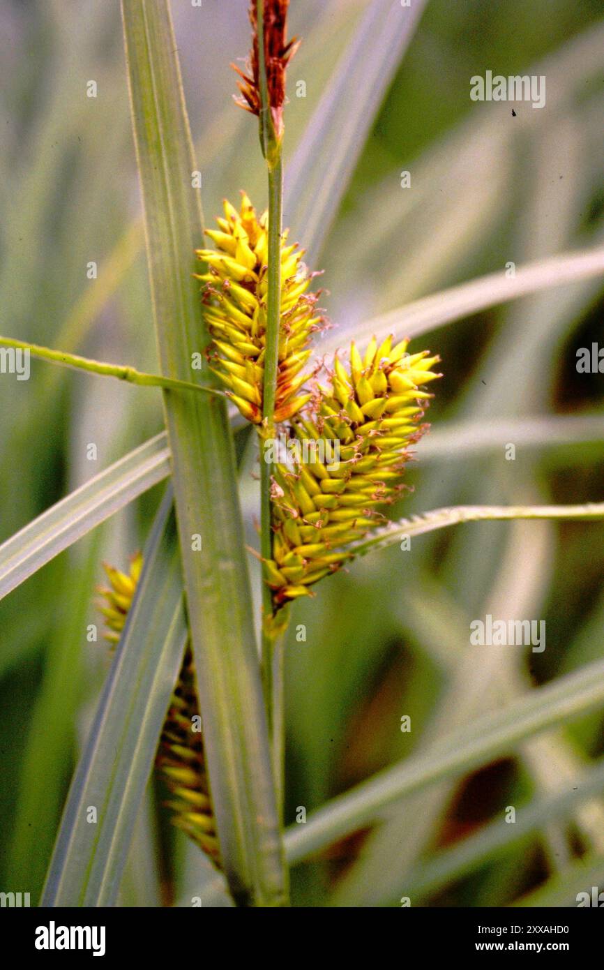 lake sedge (Carex lacustris) Plantae Stock Photo - Alamy