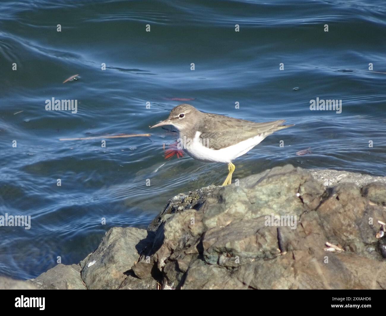 Spotted Sandpiper (Actitis macularius) Aves Stock Photo - Alamy