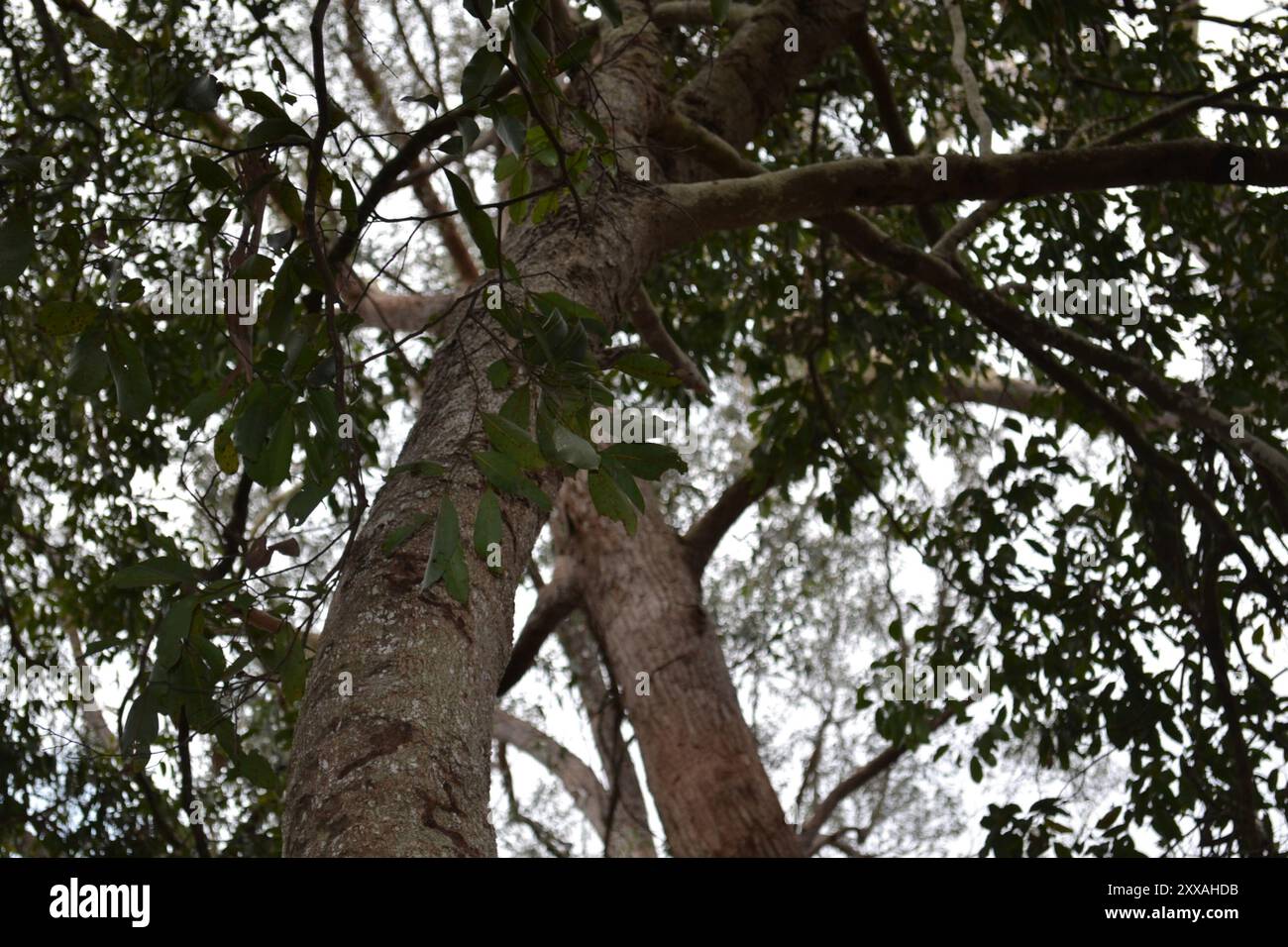 jackwood (Cryptocarya glaucescens) Plantae Stock Photo - Alamy
