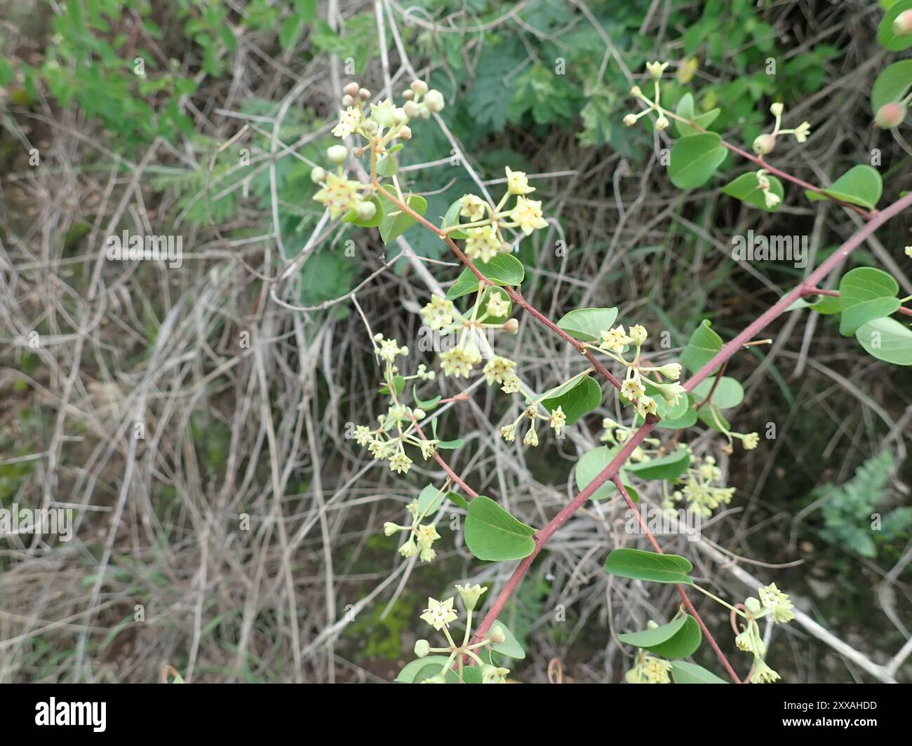 Soap Bush (Helinus integrifolius) Plantae Stock Photo - Alamy