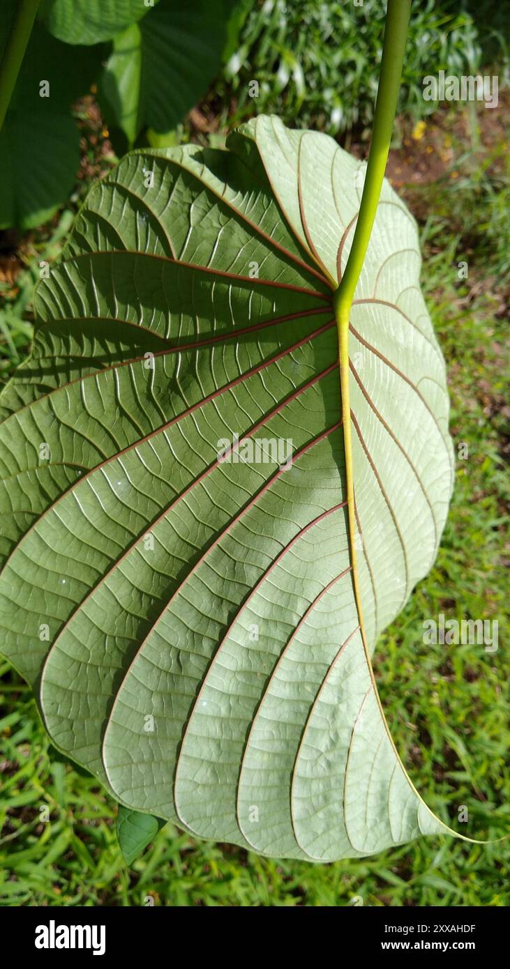 (Decalobanthus peltatus) Plantae Stock Photo - Alamy