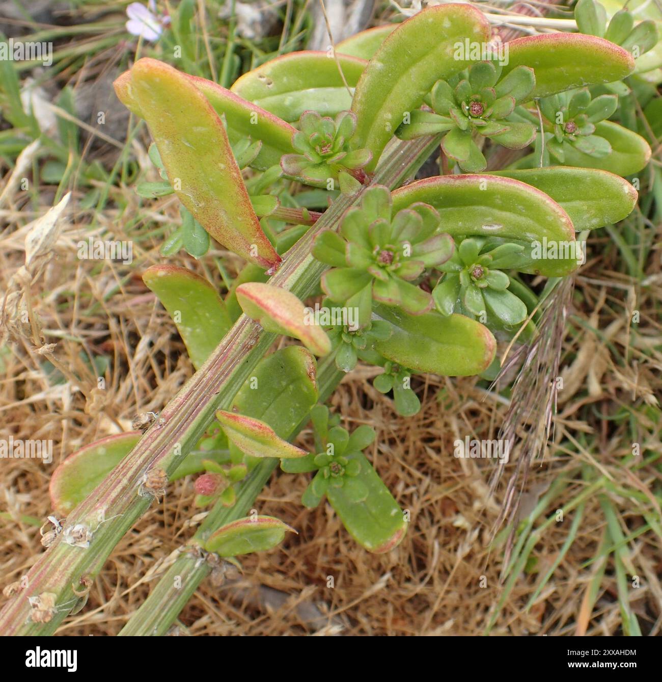 Creamy Candles (Stackhousia monogyna) Plantae Stock Photo - Alamy