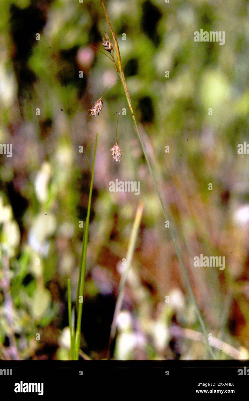 Tall Bog-sedge (Carex magellanica) Plantae Stock Photo - Alamy