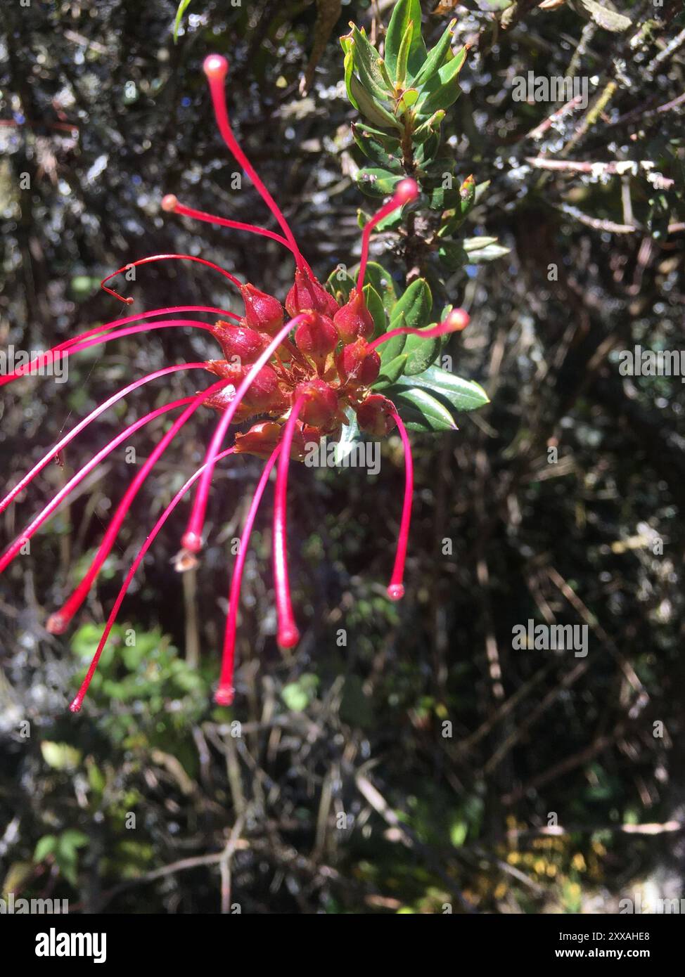 (Bejaria resinosa) Plantae Stock Photo - Alamy