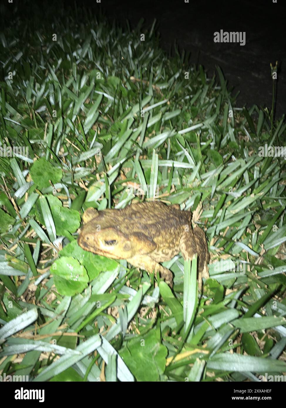 Cane Toad (Rhinella marina) Amphibia Stock Photo - Alamy